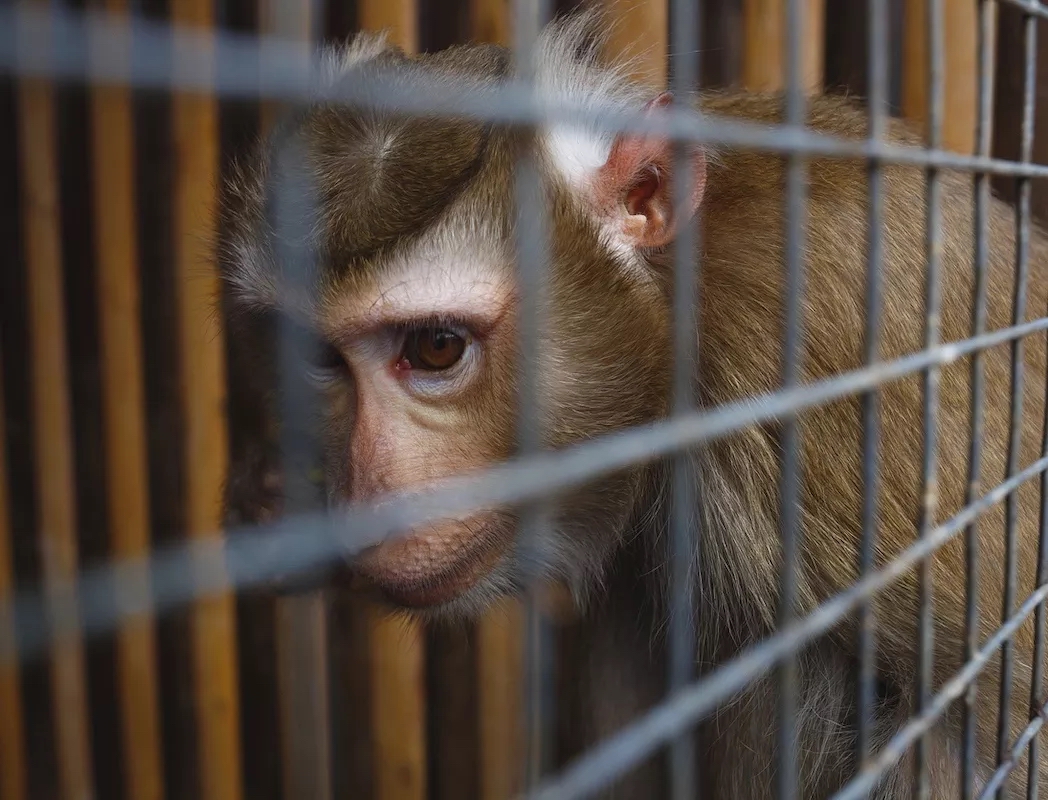 On The 46th World Day for Animals in Laboratories, FDA’s Roadmap to ...